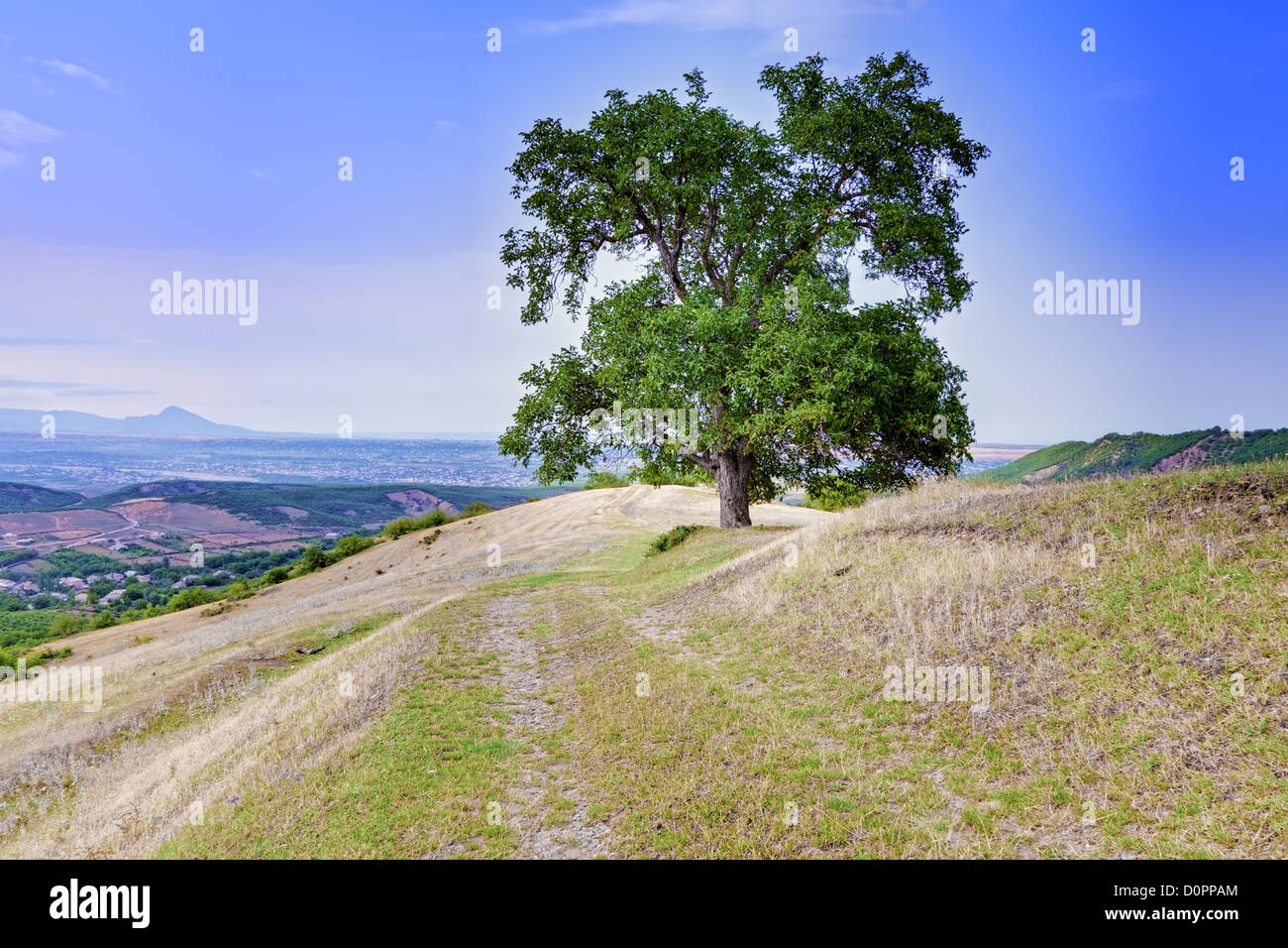 Tree on hill Stock Photo - Alamy