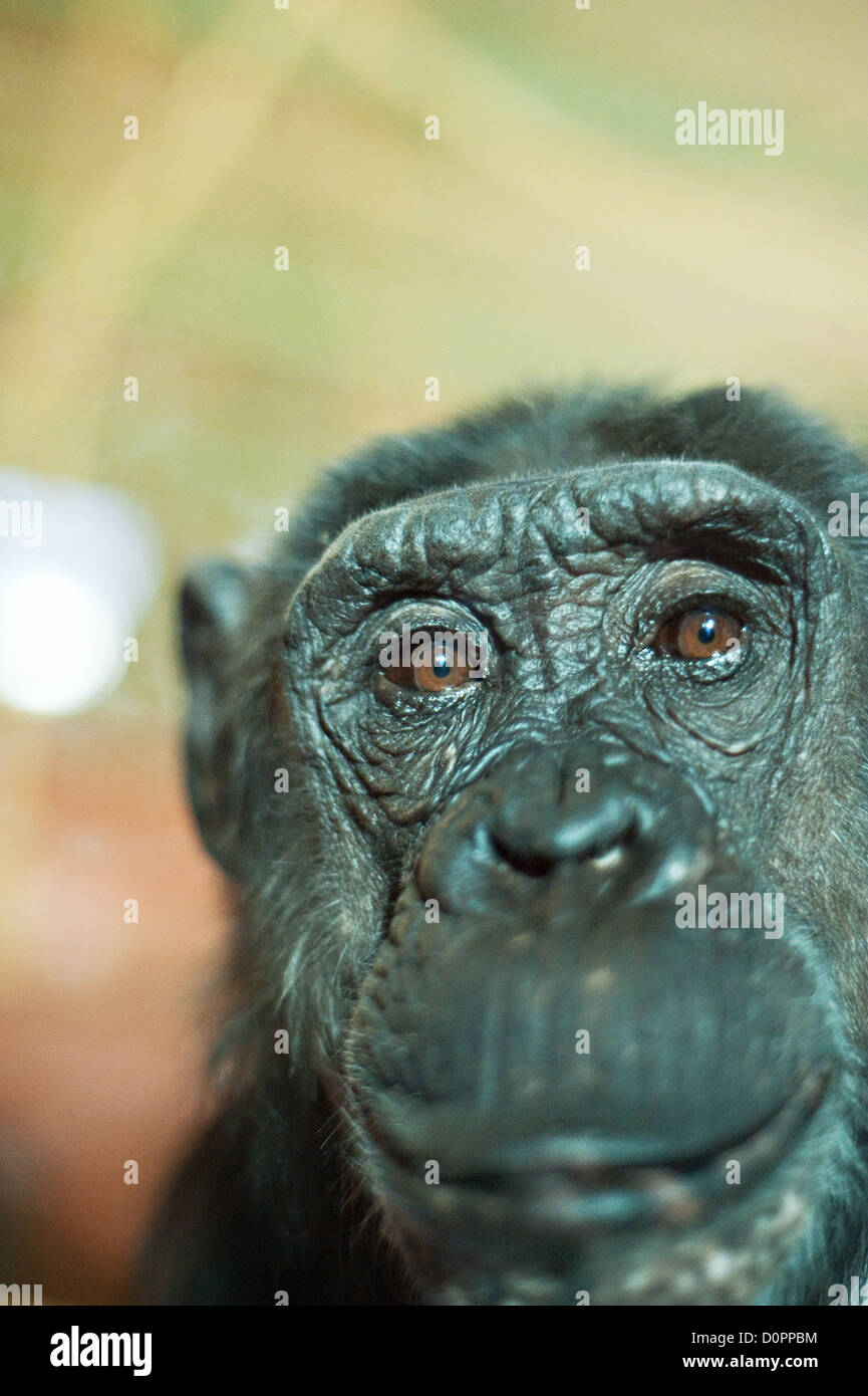 Sad chimp face hi-res stock photography and images - Alamy