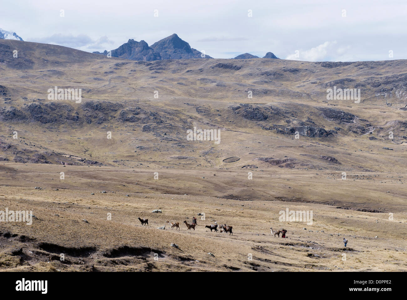 Caravan of llamas in the Cordillera Apolobamba Stock Photo - Alamy