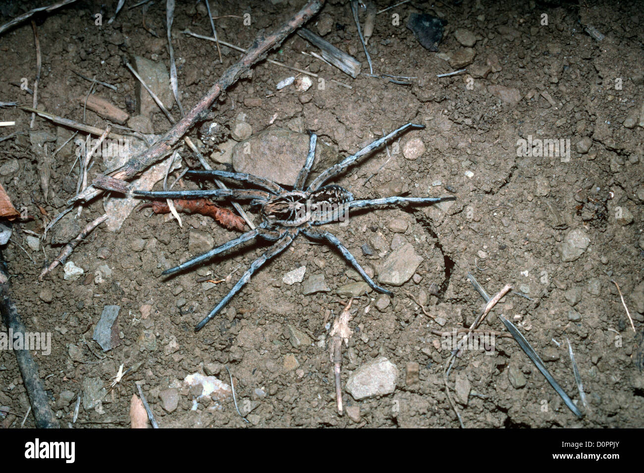 Wolf spider (Geolycosa vultuosa: Lycosidae) male, Bulgaria Stock Photo ...