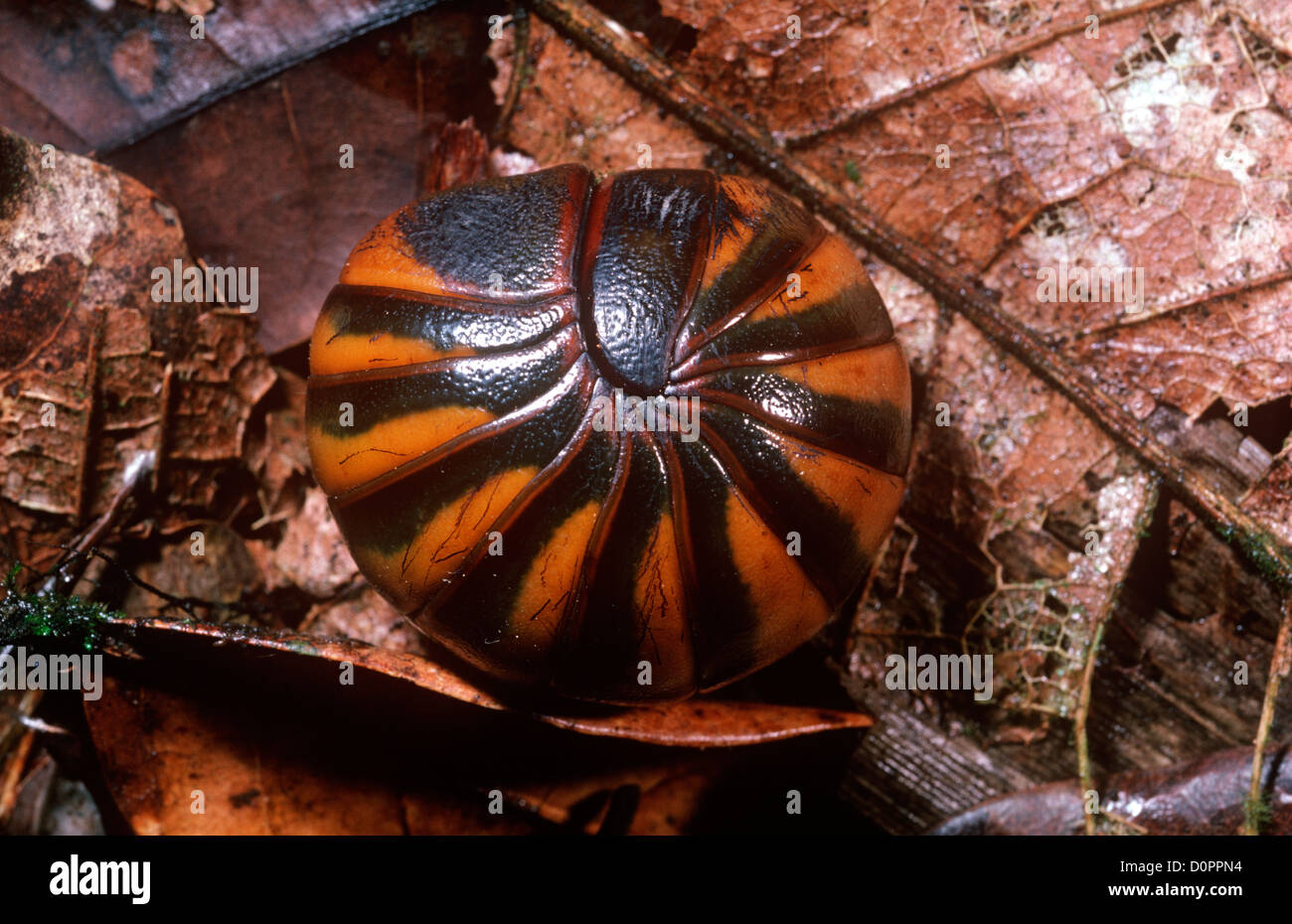 Giant pill millipede (Sphaerotherium sp.) rolled up defensively into an ...