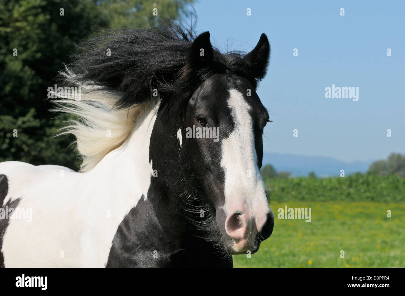 Irish Tinker horse Stock Photo - Alamy