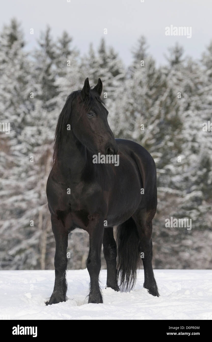 Friesian horse in winter Stock Photo - Alamy