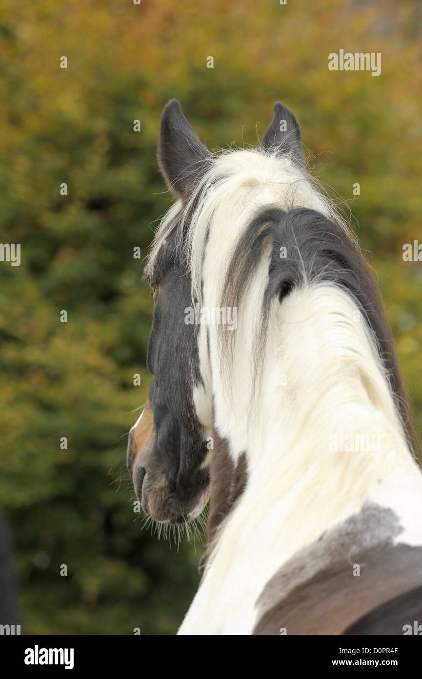 Pinto horse hi-res stock photography and images - Alamy