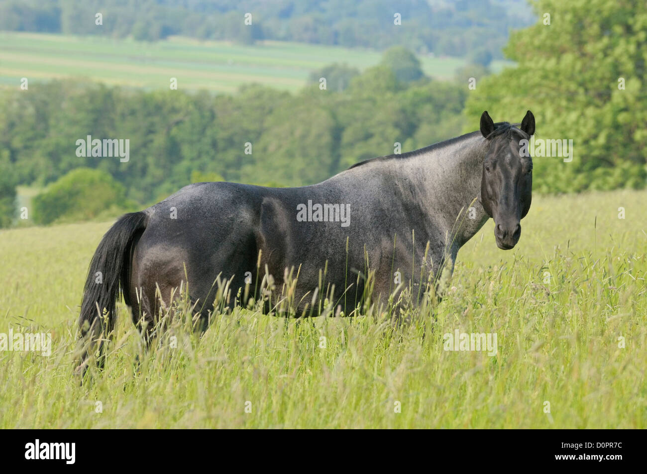 Roan Horse Color