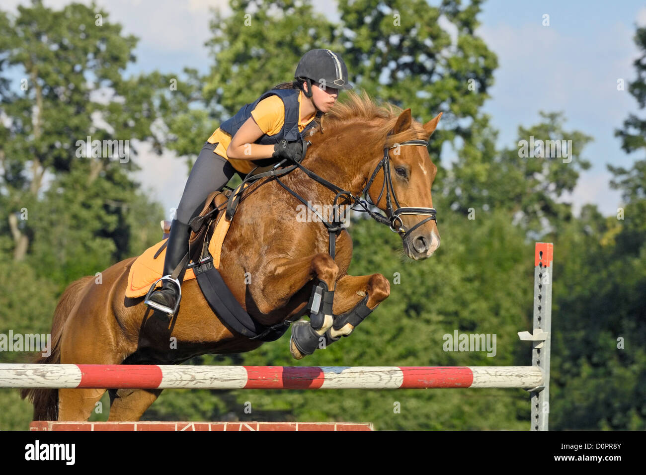 Chestnut Horse Jumping High