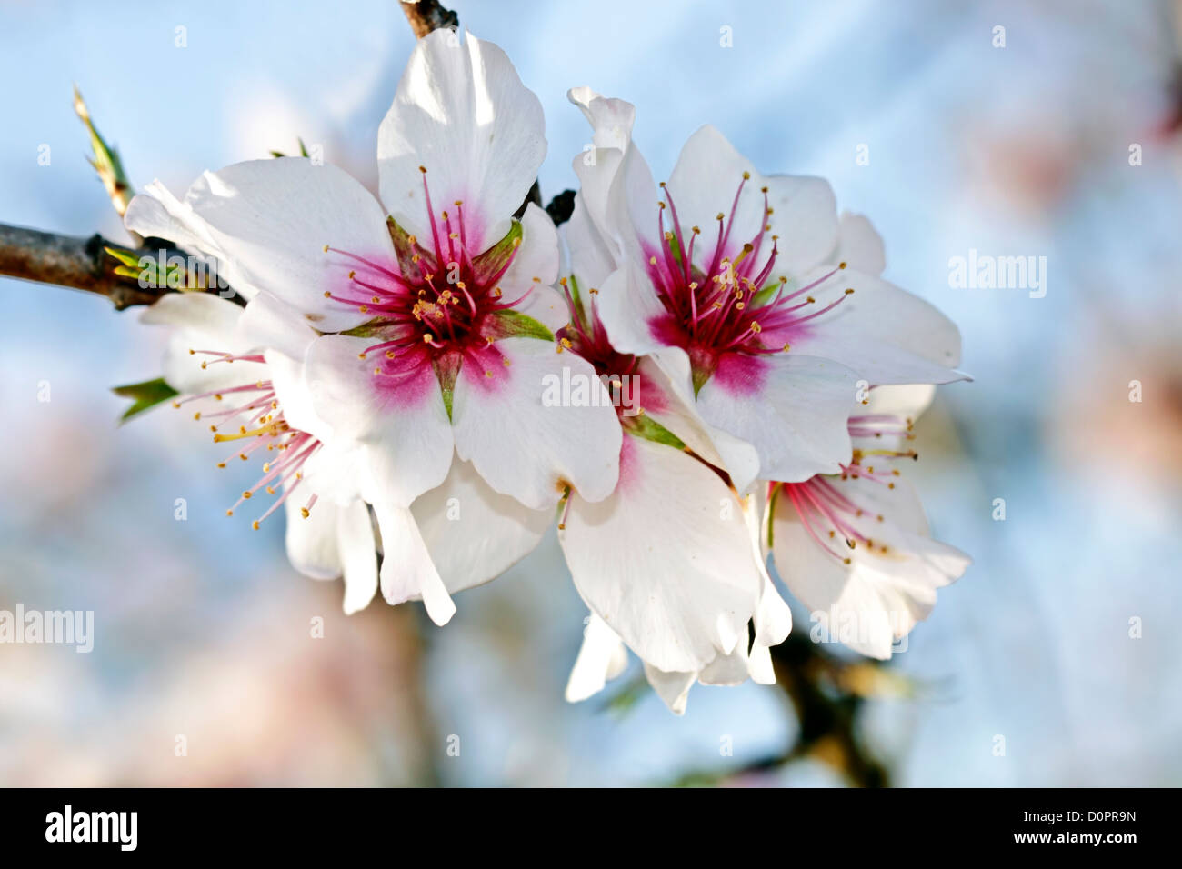 Almond tree flower hi-res stock photography and images - Alamy