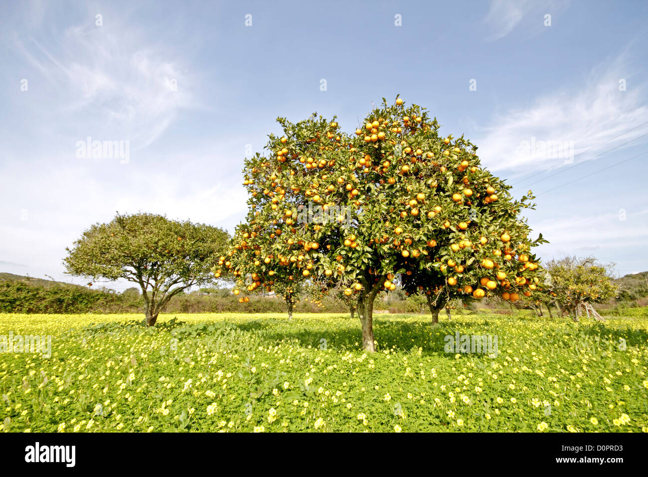 Orange trees in springtime in Portugal Stock Photo - Alamy