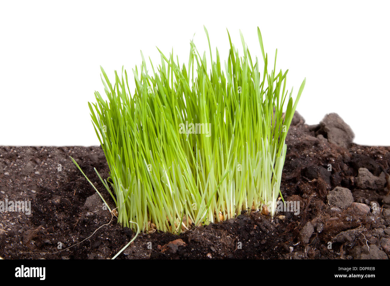 Green grass isolated on white Stock Photo - Alamy
