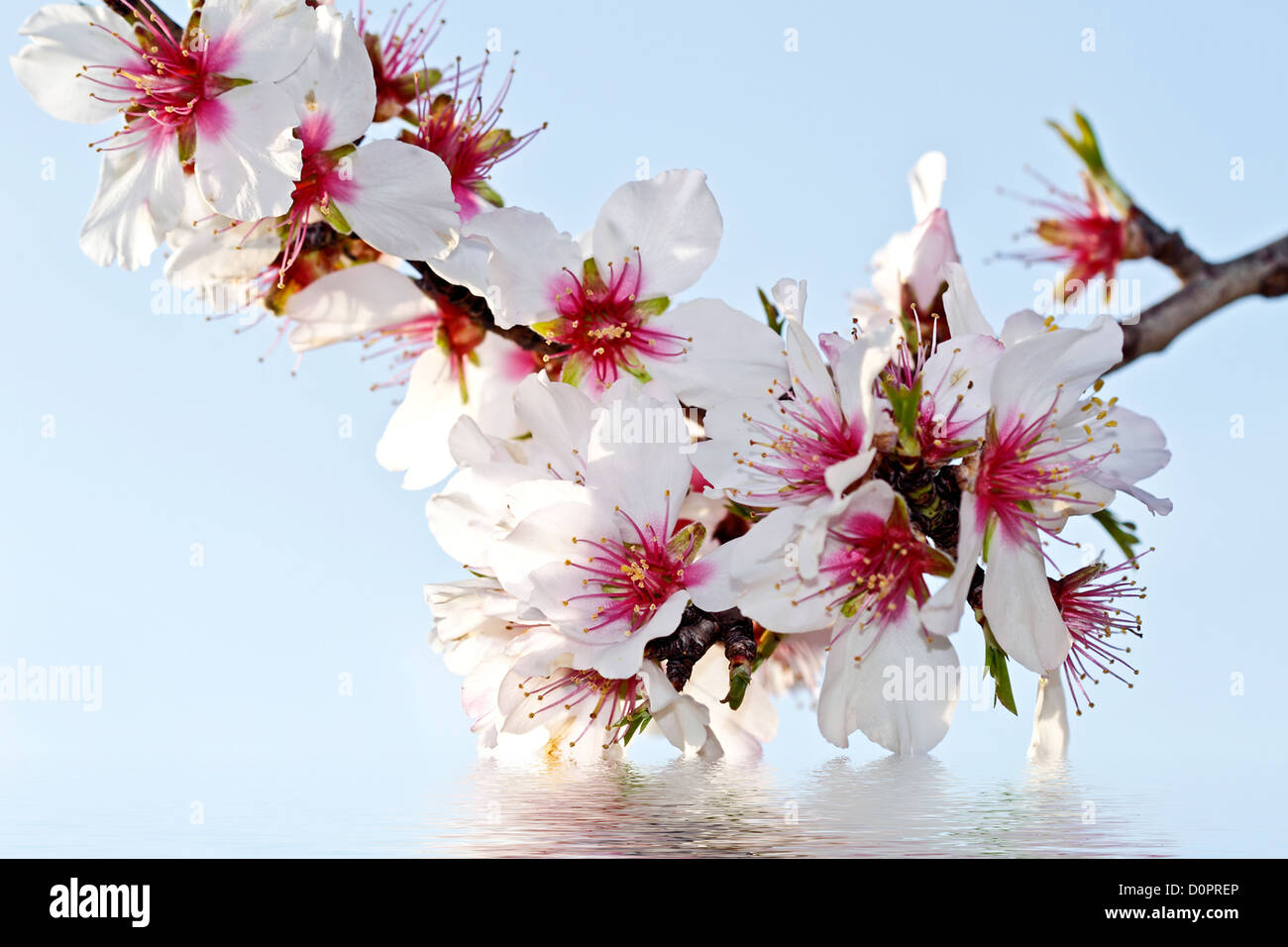 Almond Flower High Resolution Stock Photography and Images - Alamy