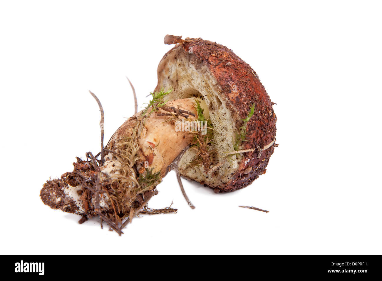 Mushroom boletus xerocomus brown hi-res stock photography and images ...