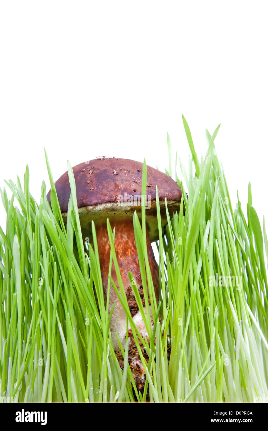 Mushroom boletus xerocomus brown hi-res stock photography and images ...