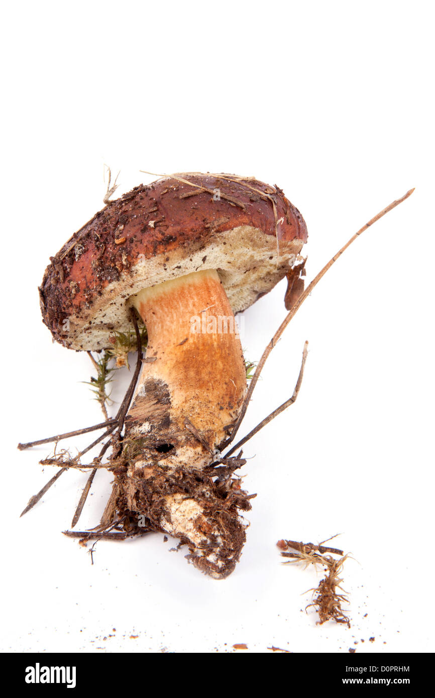 Xerocomus badius mushroom isolated on white Stock Photo - Alamy
