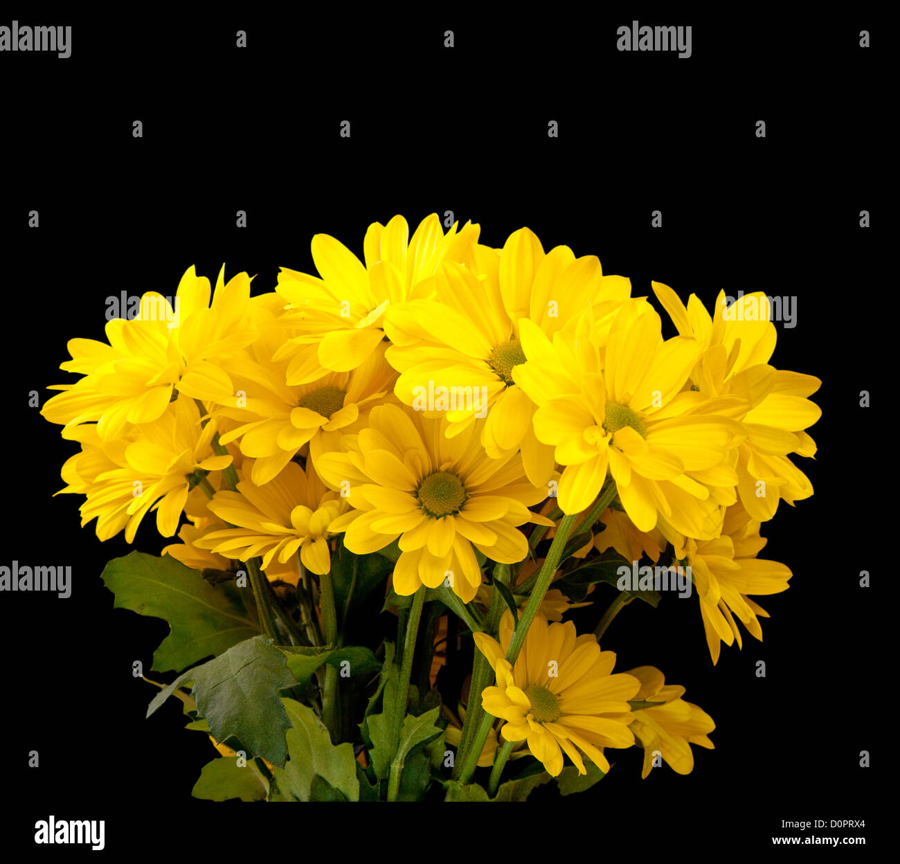 Yellow gerber on black hi-res stock photography and images - Alamy