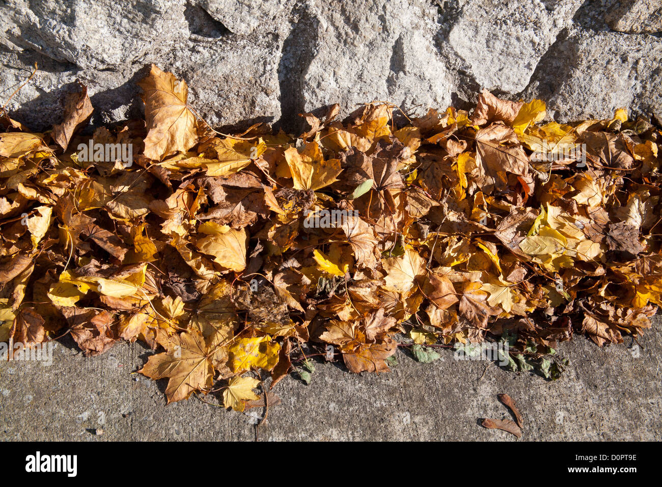 Autumn leaves gathered against a stone wall Stock Photo - Alamy