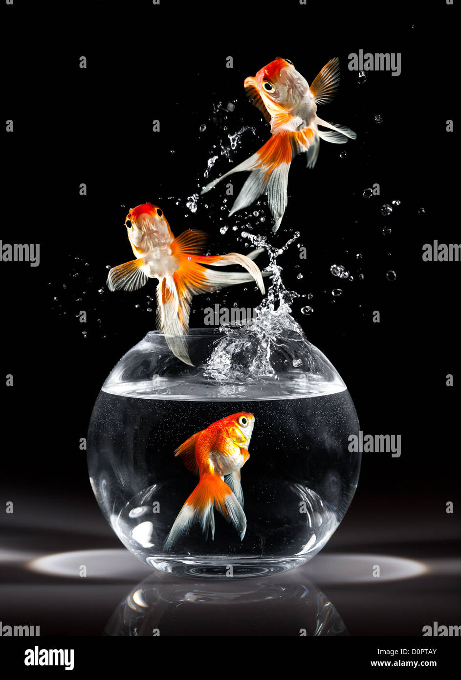 Goldfishs hi-res stock photography and images - Alamy