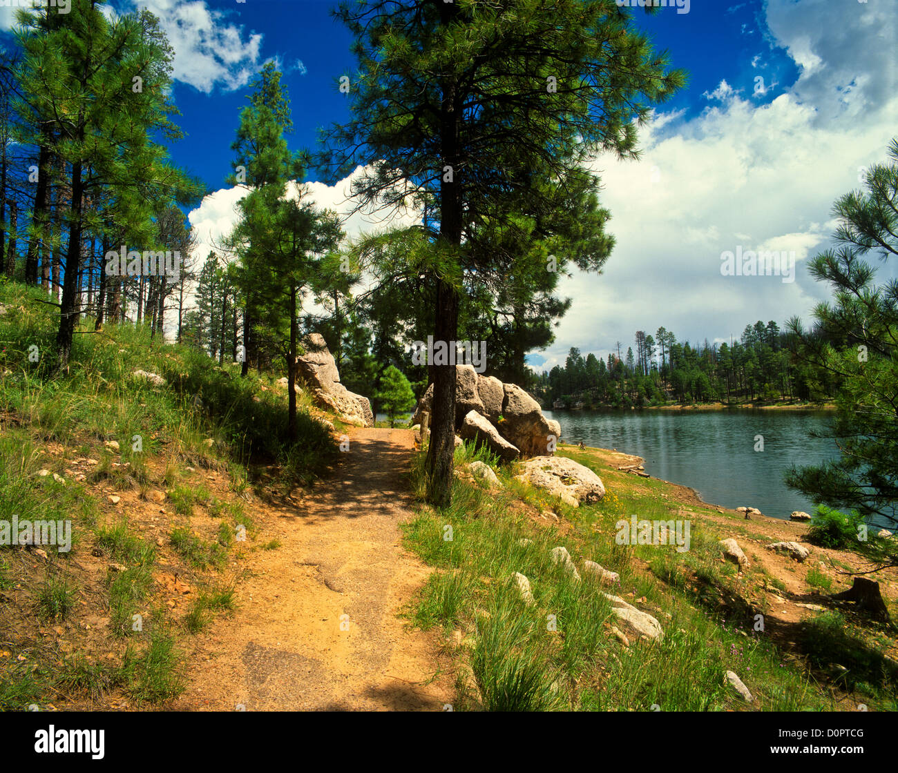 Wildflowers near Black Canyon Lake on the Mogollon Rim. Apache ...