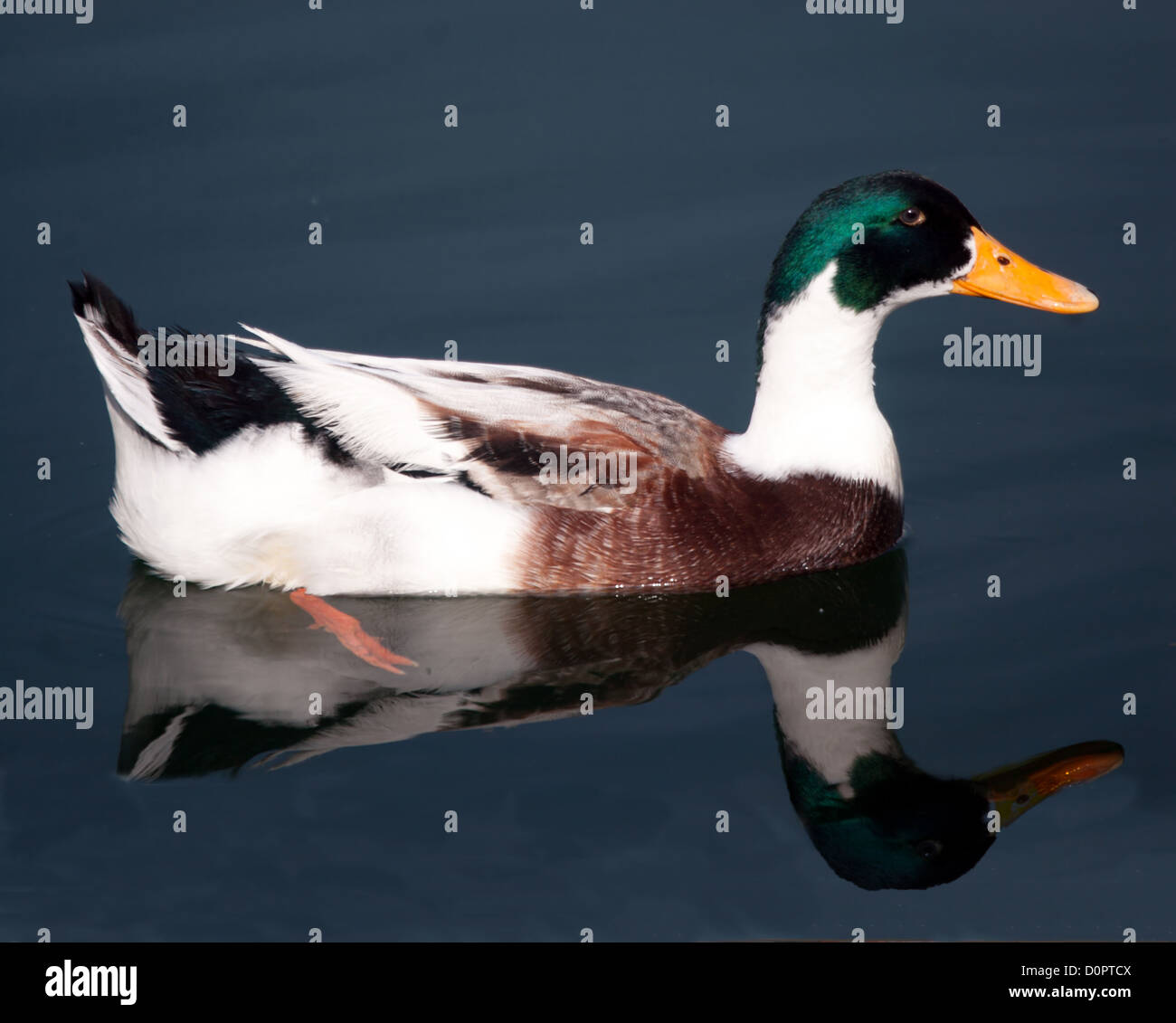 Duck web hi-res stock photography and images - Alamy