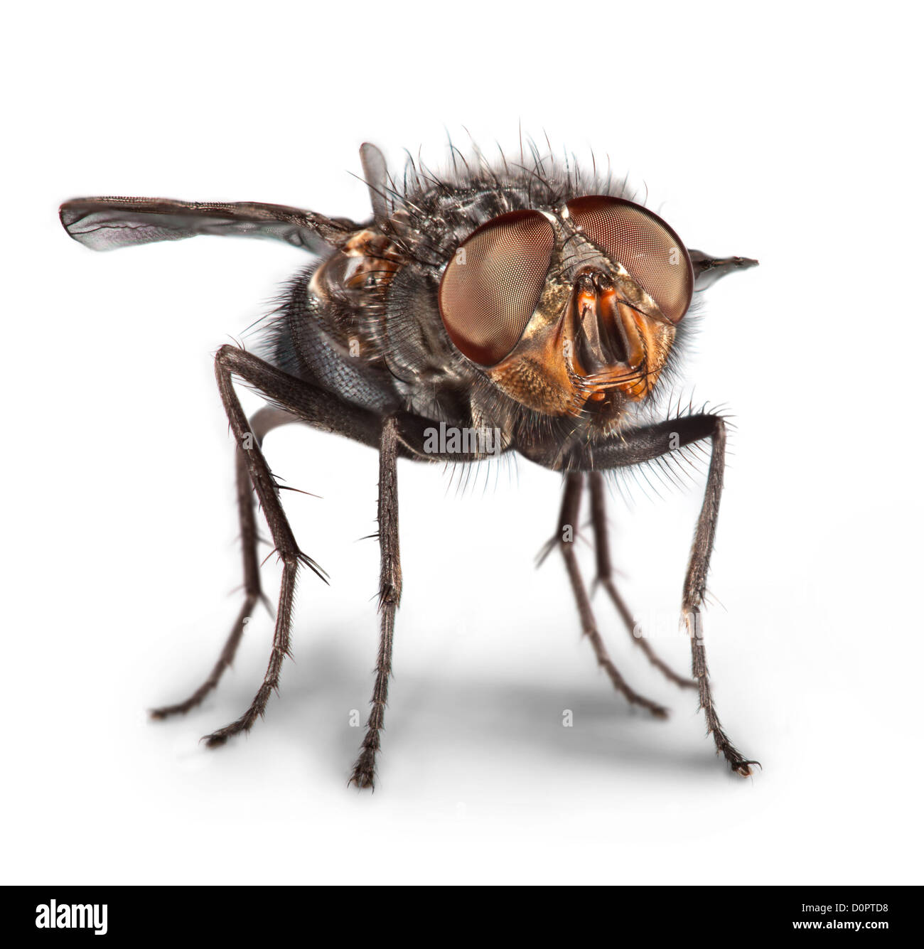 Fly insect vision Cut Out Stock Images & Pictures - Alamy