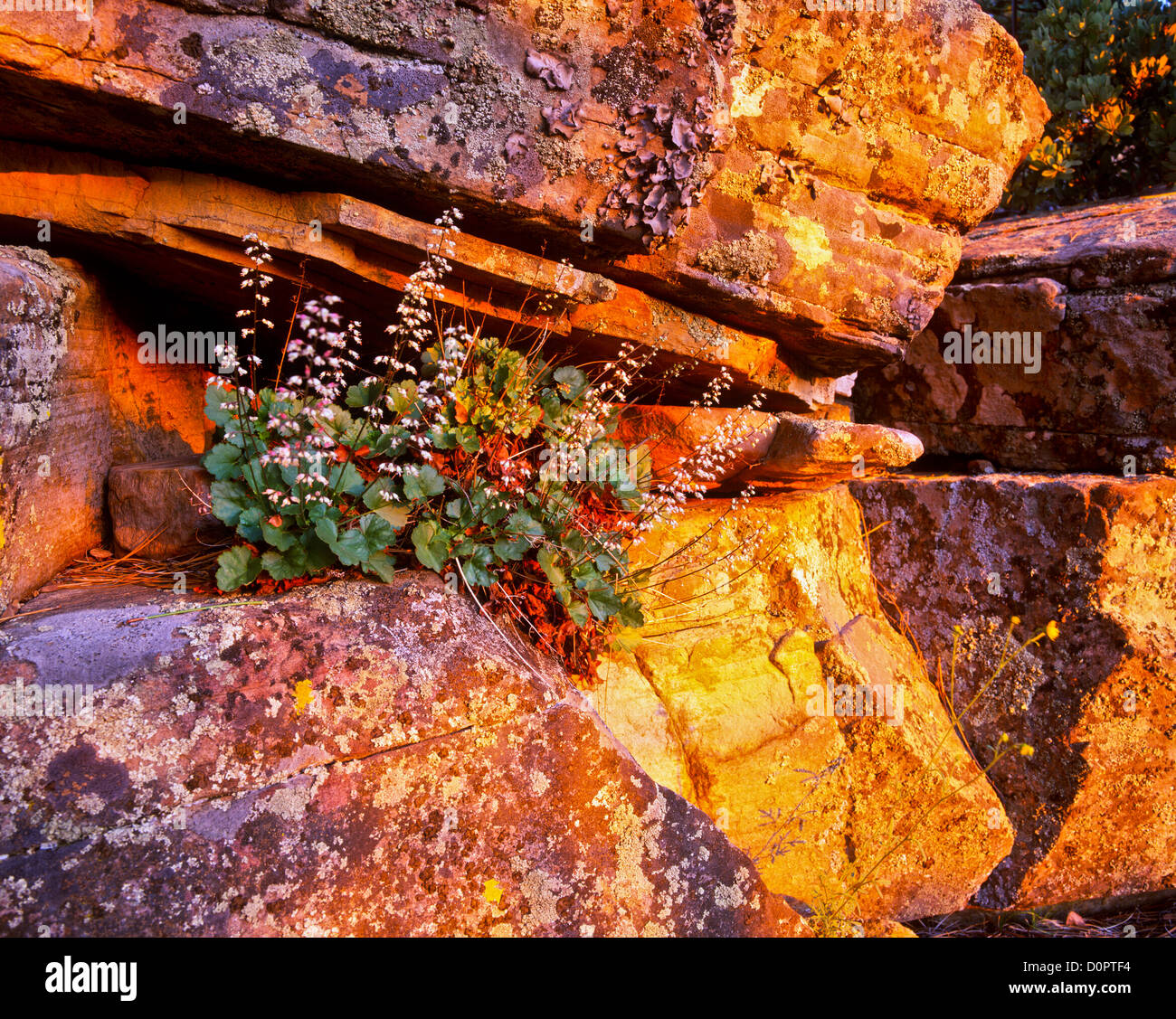 Plants arizona [mogollon rim] hi-res stock photography and images - Alamy