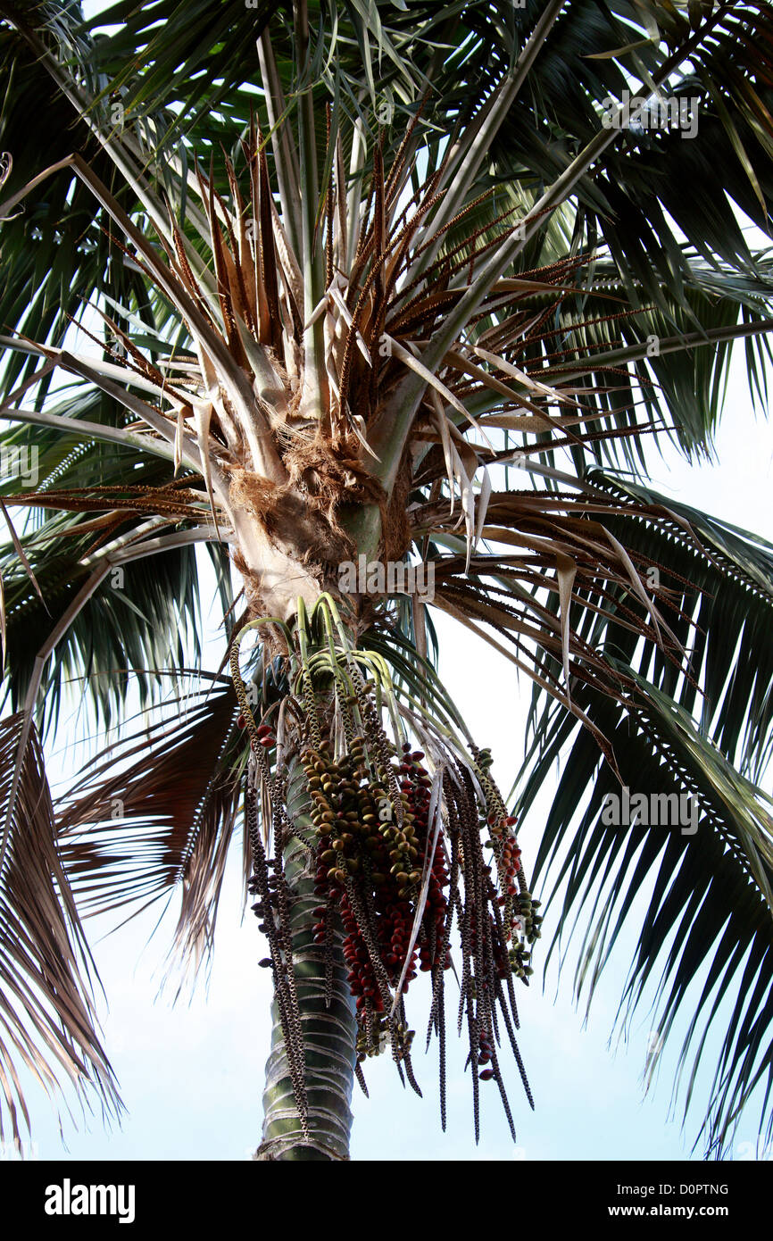 Kentia palm tree hi-res stock photography and images - Alamy