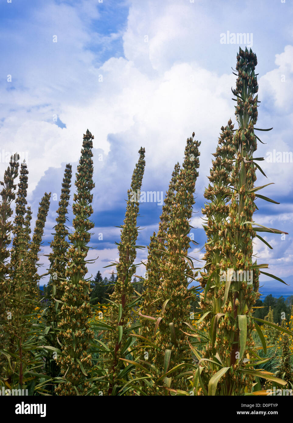 Tall lousewort hi-res stock photography and images - Alamy