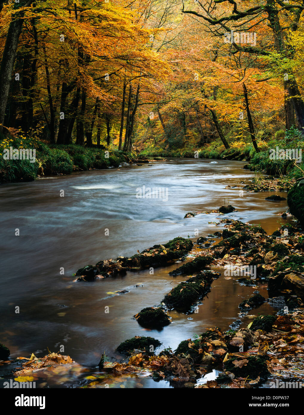 Autumn colours in woodland by the River Teign in Dartmoor, Devon ...