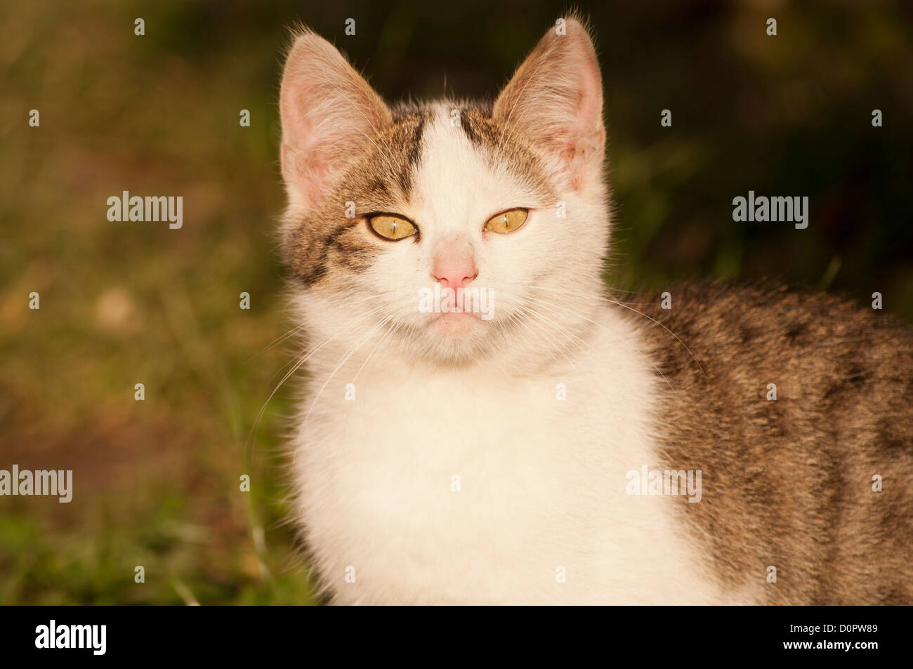 Infected cat hi-res stock photography and images - Alamy