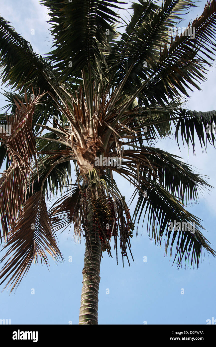 Kentia or Thatch Palm, Howea forsteriana, Arecaceae, Lord Howe Island ...