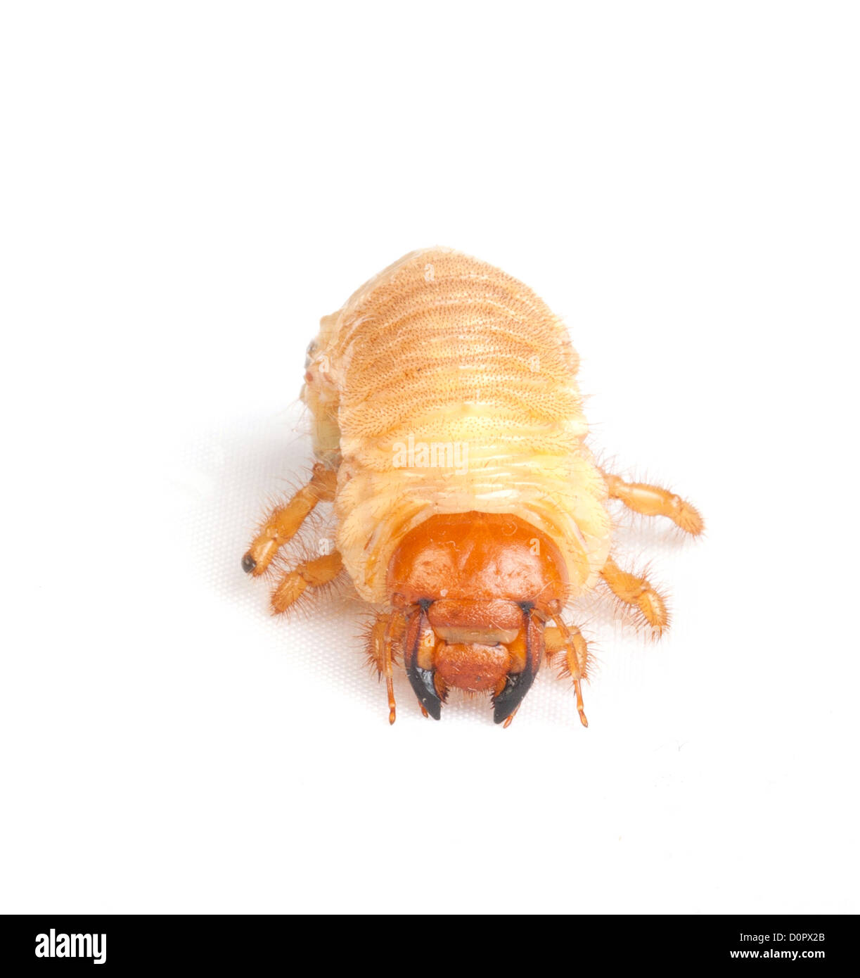 Hairy larva Cut Out Stock Images & Pictures - Alamy