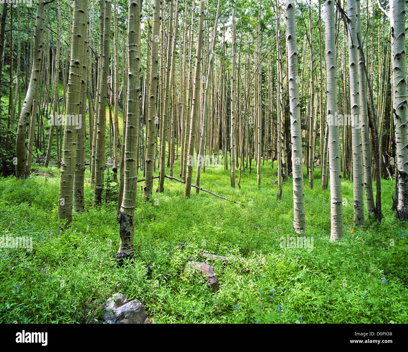 Aspen Grove at Lockett Meadow/Inner Basin, North of Flagstaff, Arizona ...