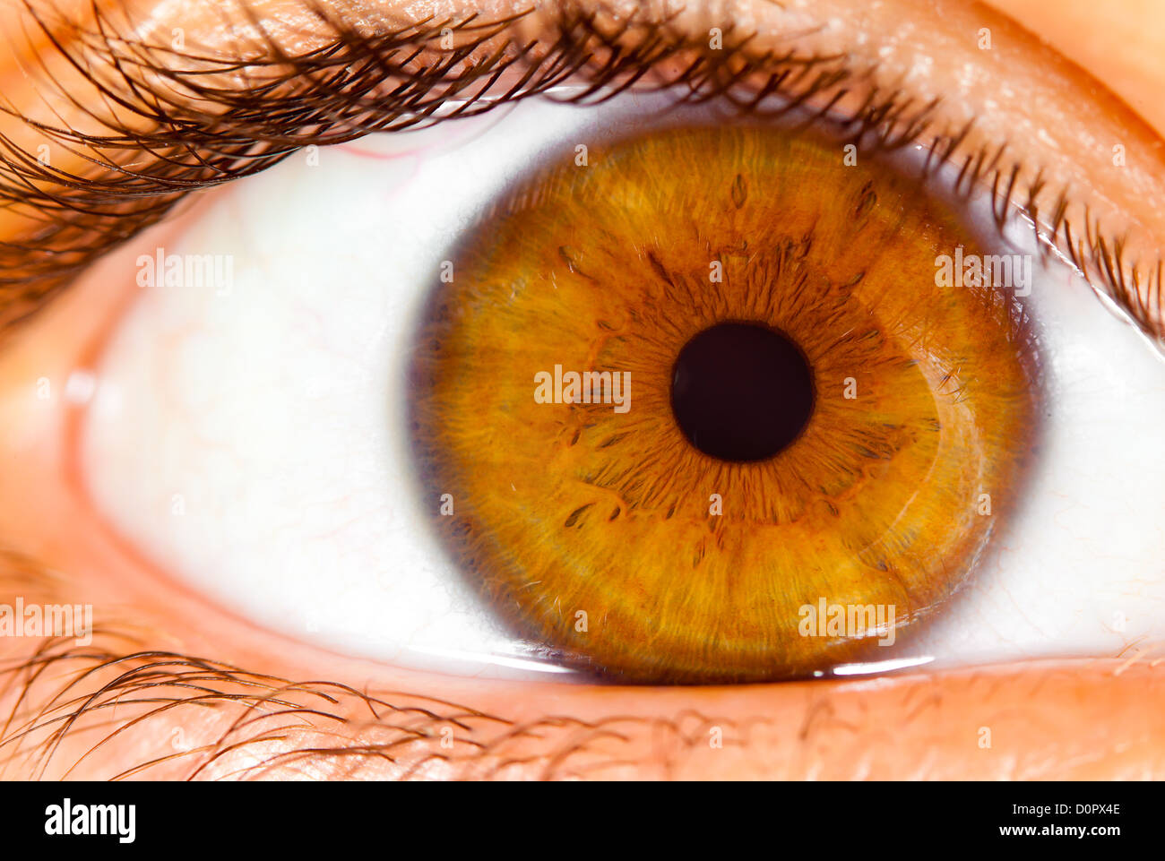 Human eye close up Stock Photo - Alamy