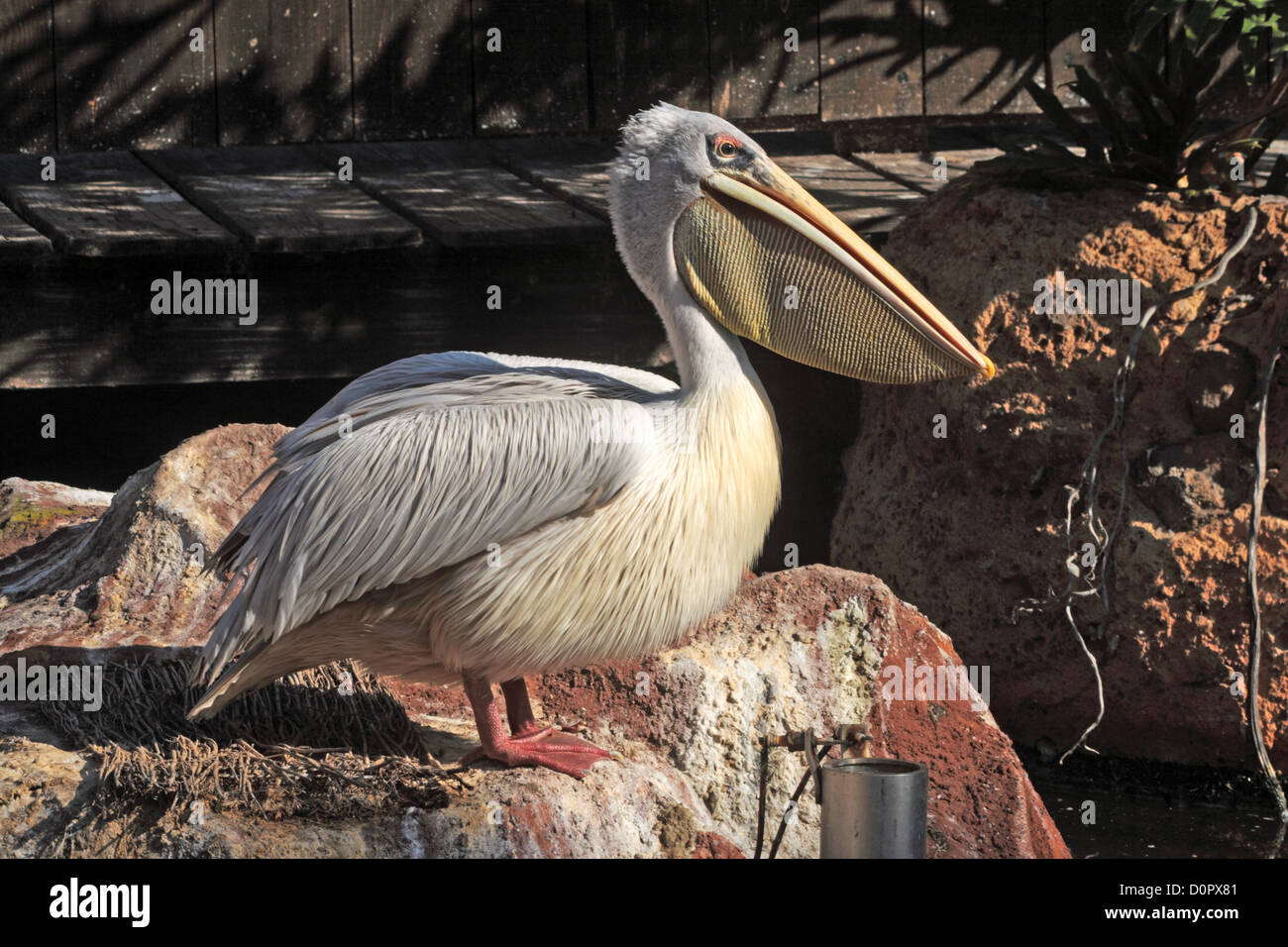 side view of a pelican Stock Photo - Alamy