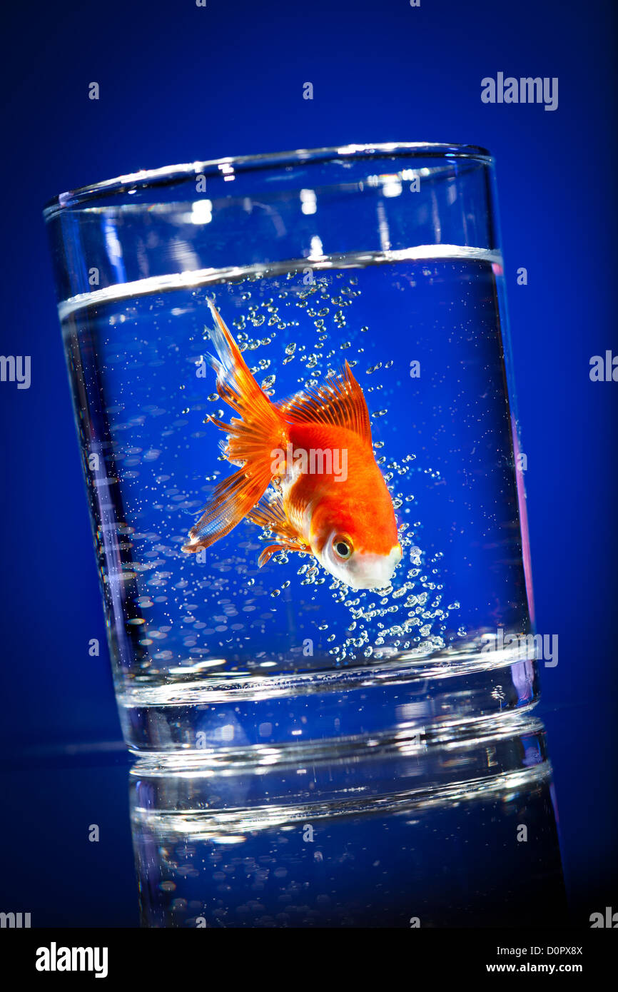 Gold small fish in a water glass Stock Photo - Alamy