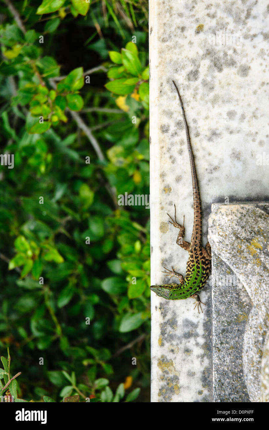 Lizzard italia hi-res stock photography and images - Alamy