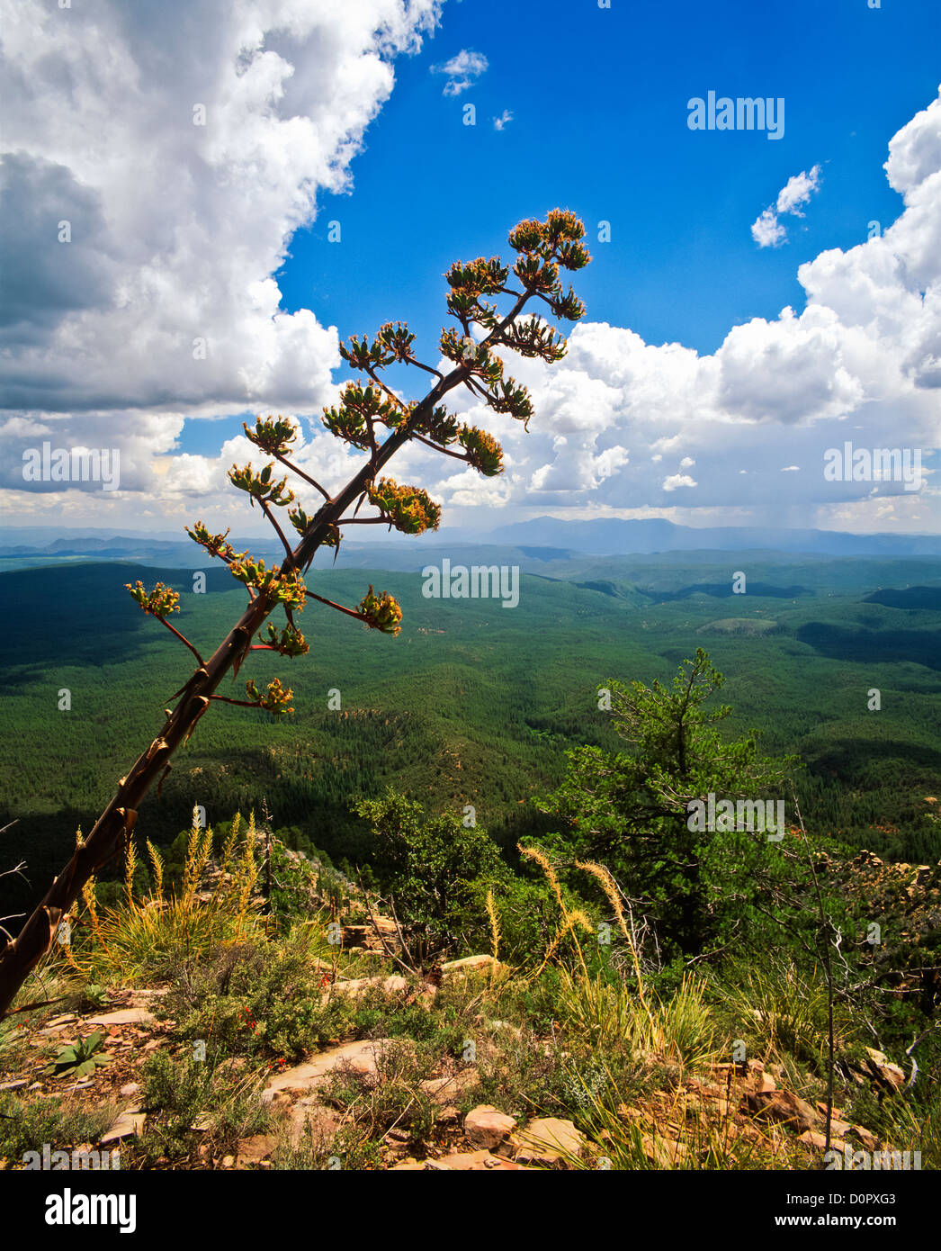 Coconino national forest camping hi-res stock photography and images ...