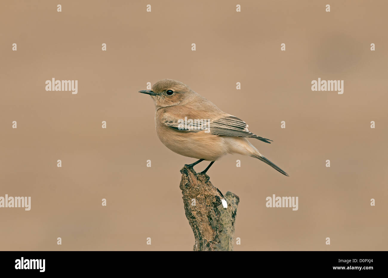 Diagnostic Tail Pattern High Resolution Stock Photography and Images ...