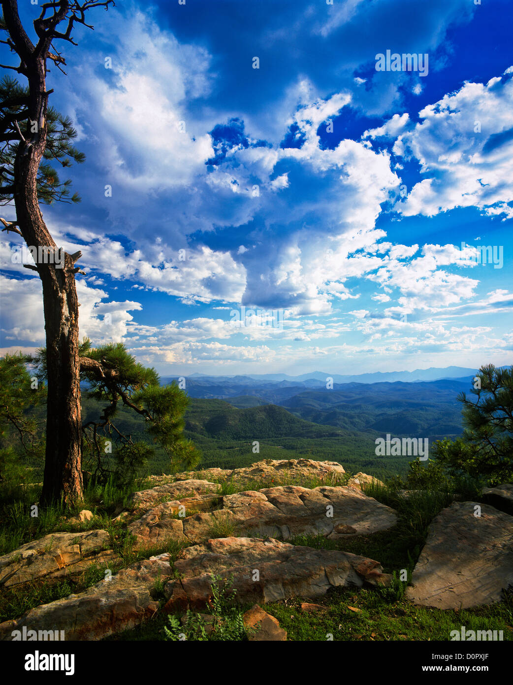 Mogollon Rim summer, North of Payson, Arizona. Coconino National Forest ...