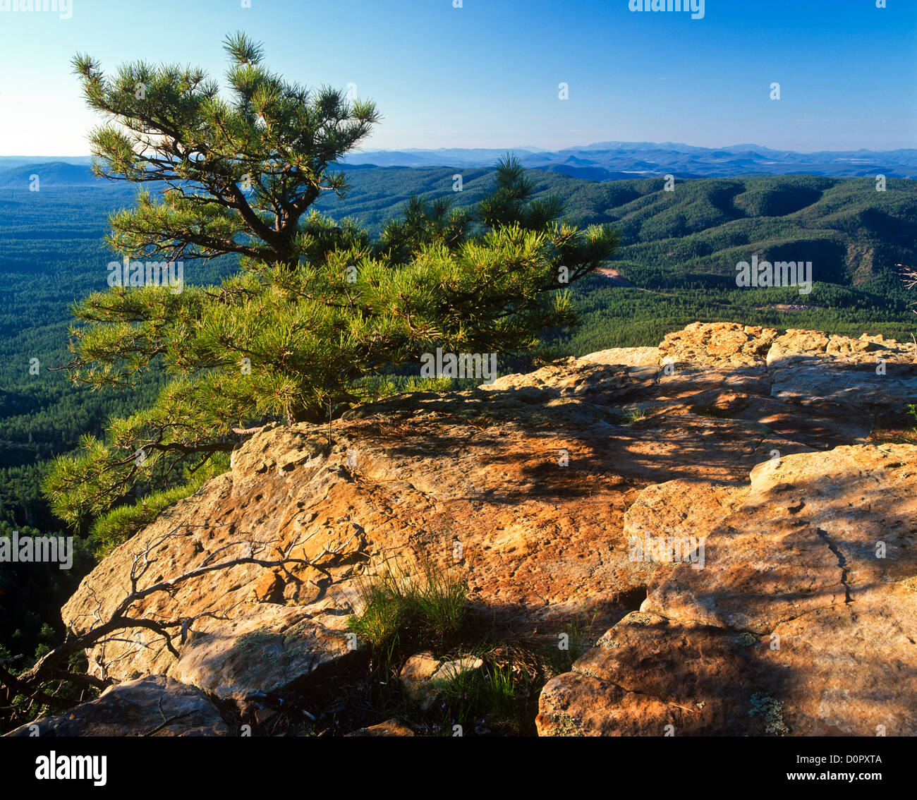 Mogollon Rim summer, North of Payson, Arizona. Coconino National Forest ...