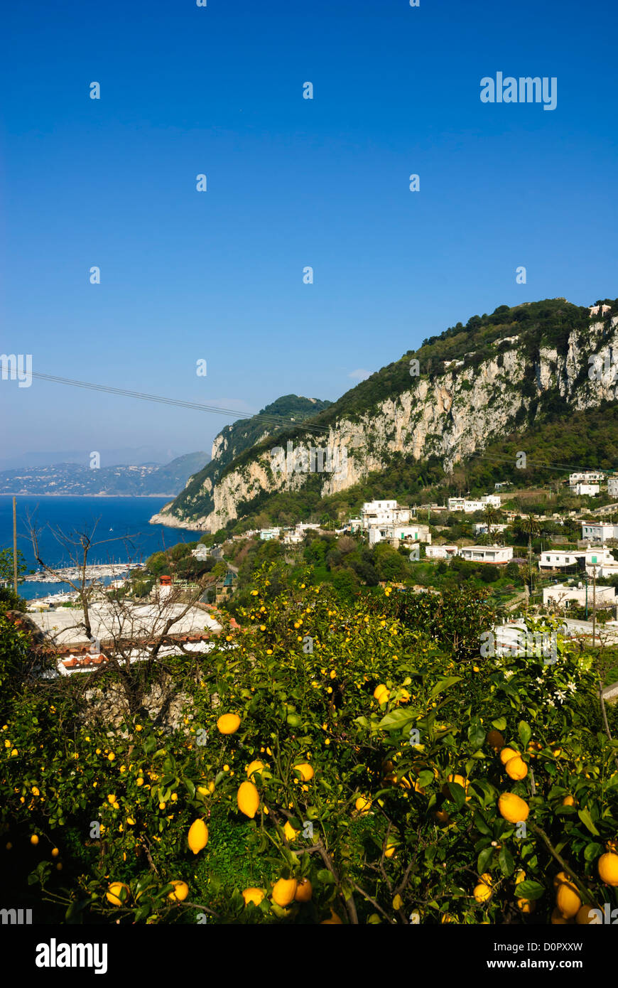Lemon trees capri hi-res stock photography and images - Alamy