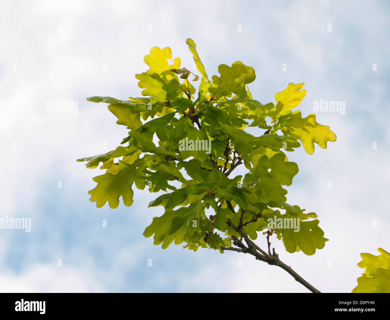 Genus quercus hi-res stock photography and images - Alamy