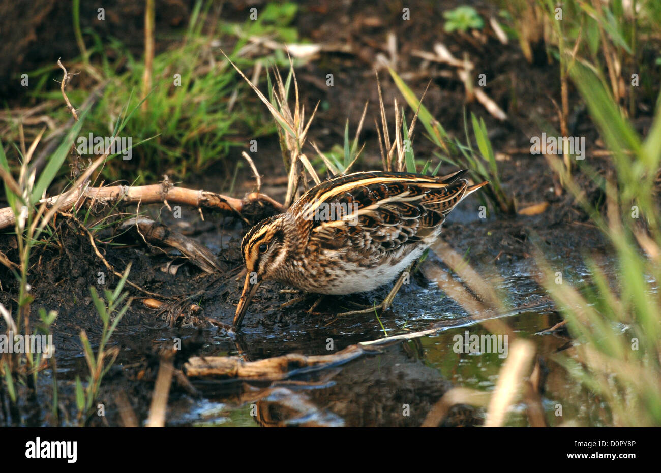 Jack Snipe probing for food Stock Photo - Alamy