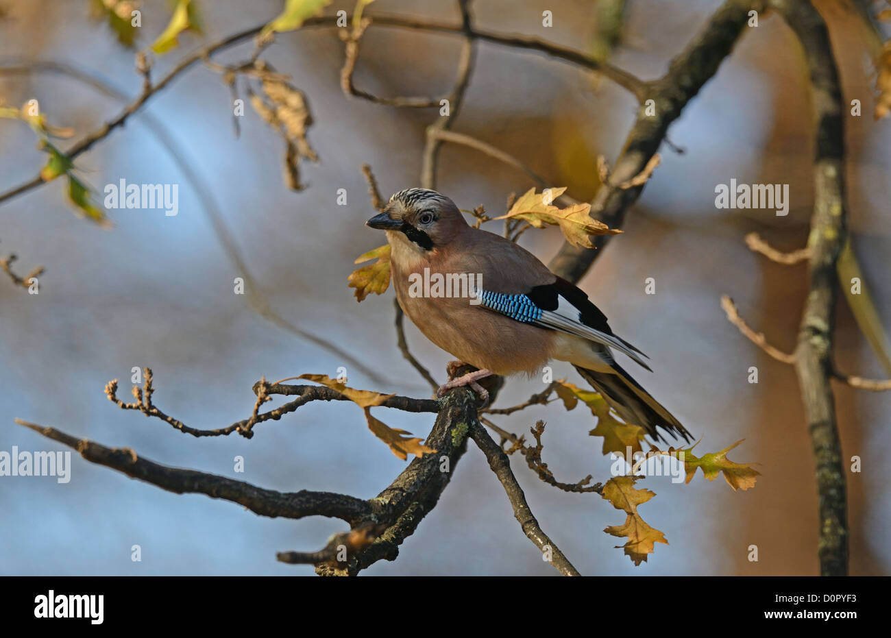 Jay bird hi-res stock photography and images - Alamy