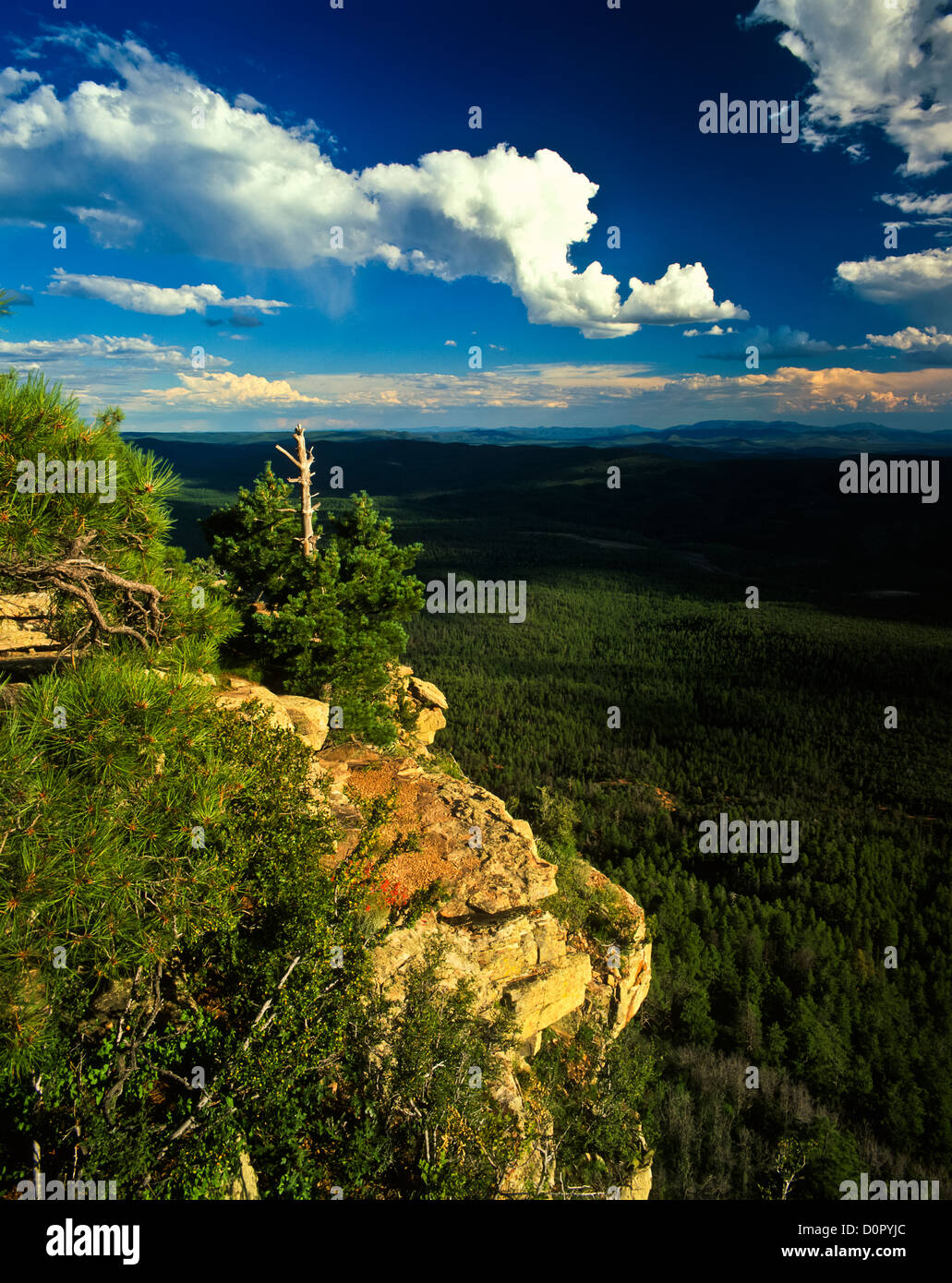 Mogollon Rim summer, North of Payson, Arizona. Coconino National Forest ...