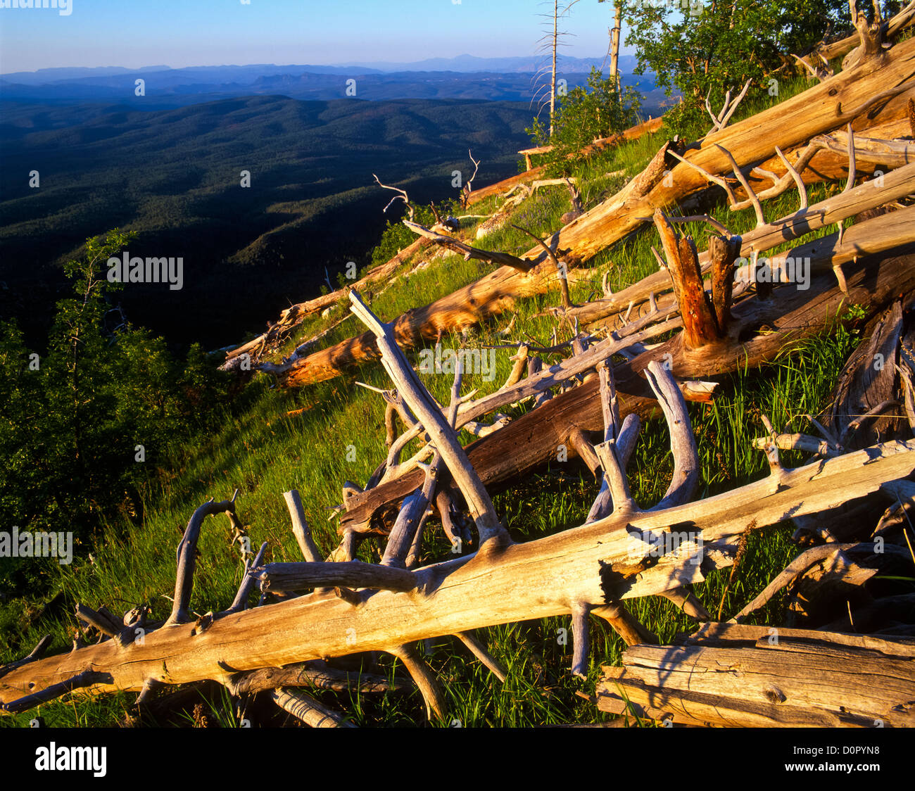 Mogollon Rim summer, North of Payson, Arizona. Coconino National Forest ...