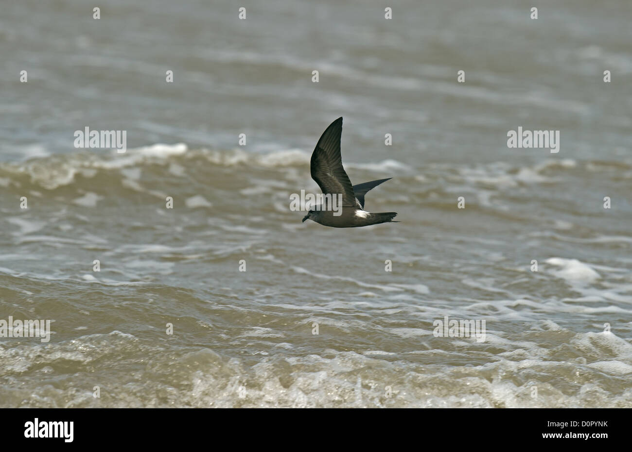 Leach's Storm Petrel Stock Photo - Alamy