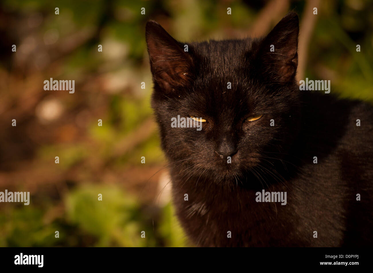 Evil looking cat hi-res stock photography and images - Alamy