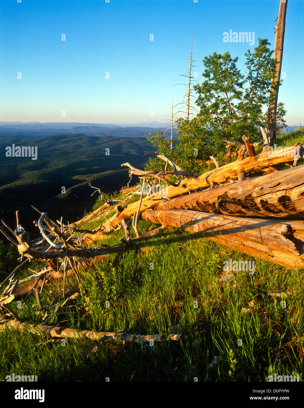 Mogollon Rim summer, North of Payson, Arizona. Coconino National Forest ...