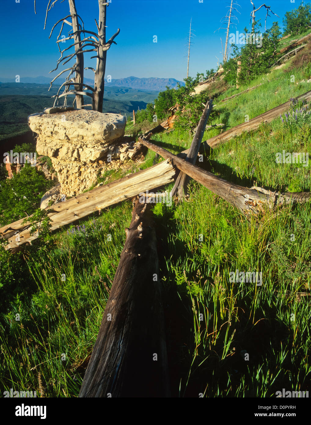 Mogollon Rim summer, North of Payson, Arizona. Coconino National Forest ...