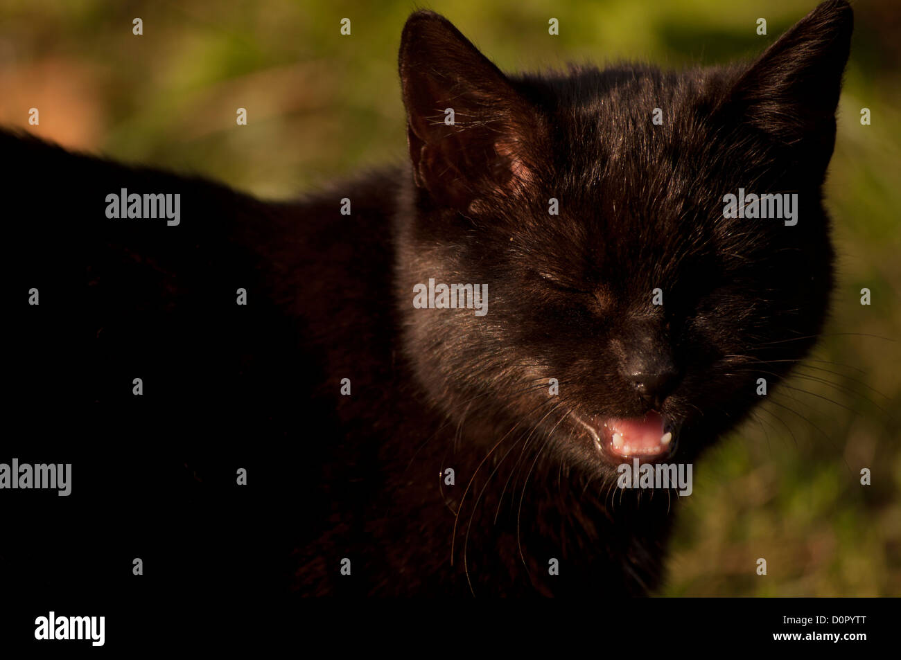 Angry black kitten hi-res stock photography and images - Alamy